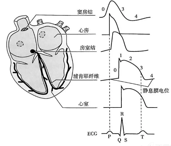 ECG MYTHBIRD ECG MYTHBIRD